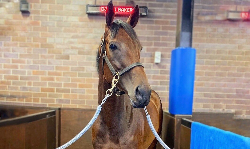 Upper Hunter's 'She's Ideel' running in the 2021 Melbourne Cup - ABC listen