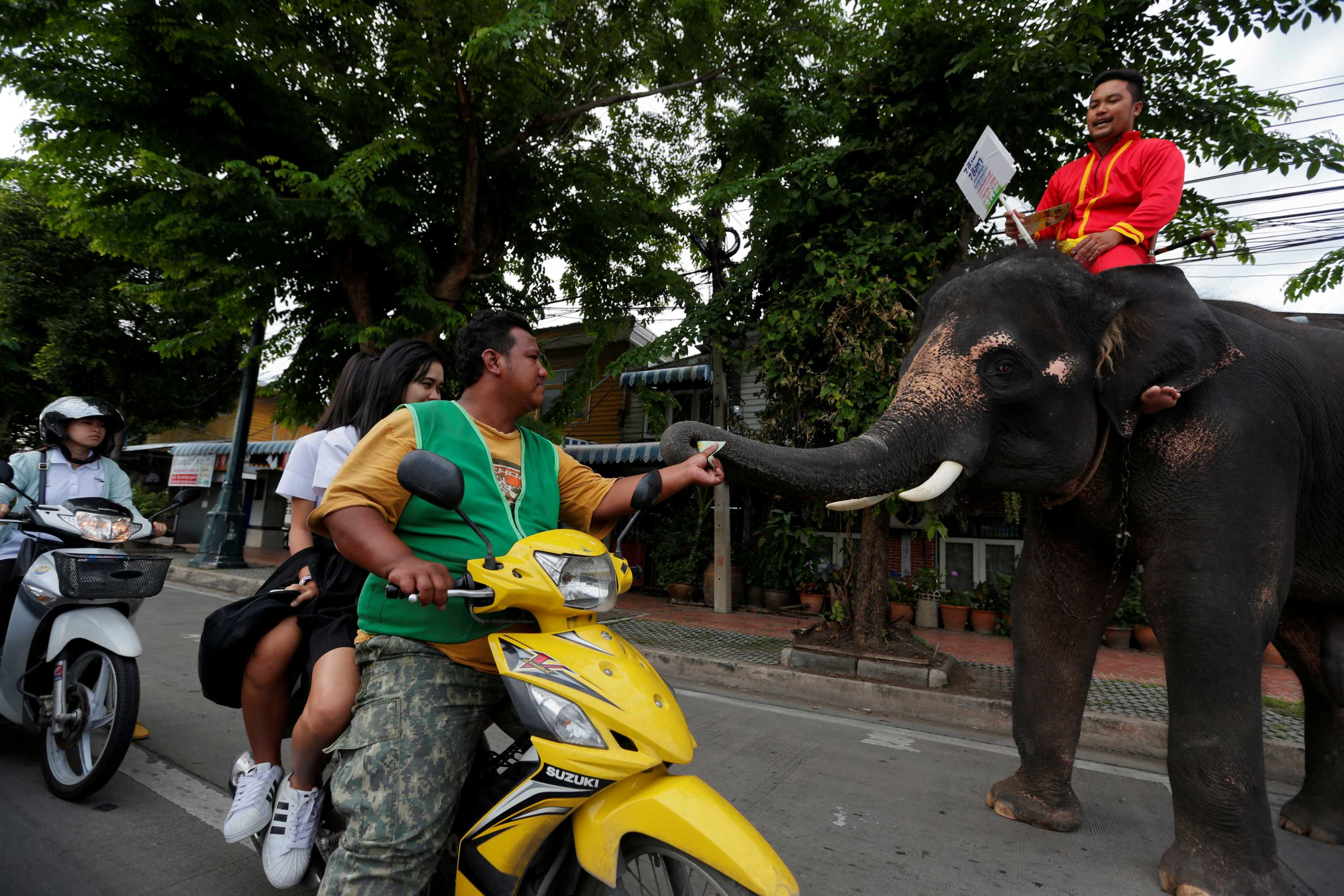 Thai referendum: Animals, campaign bans and arrests all part of vote on ...