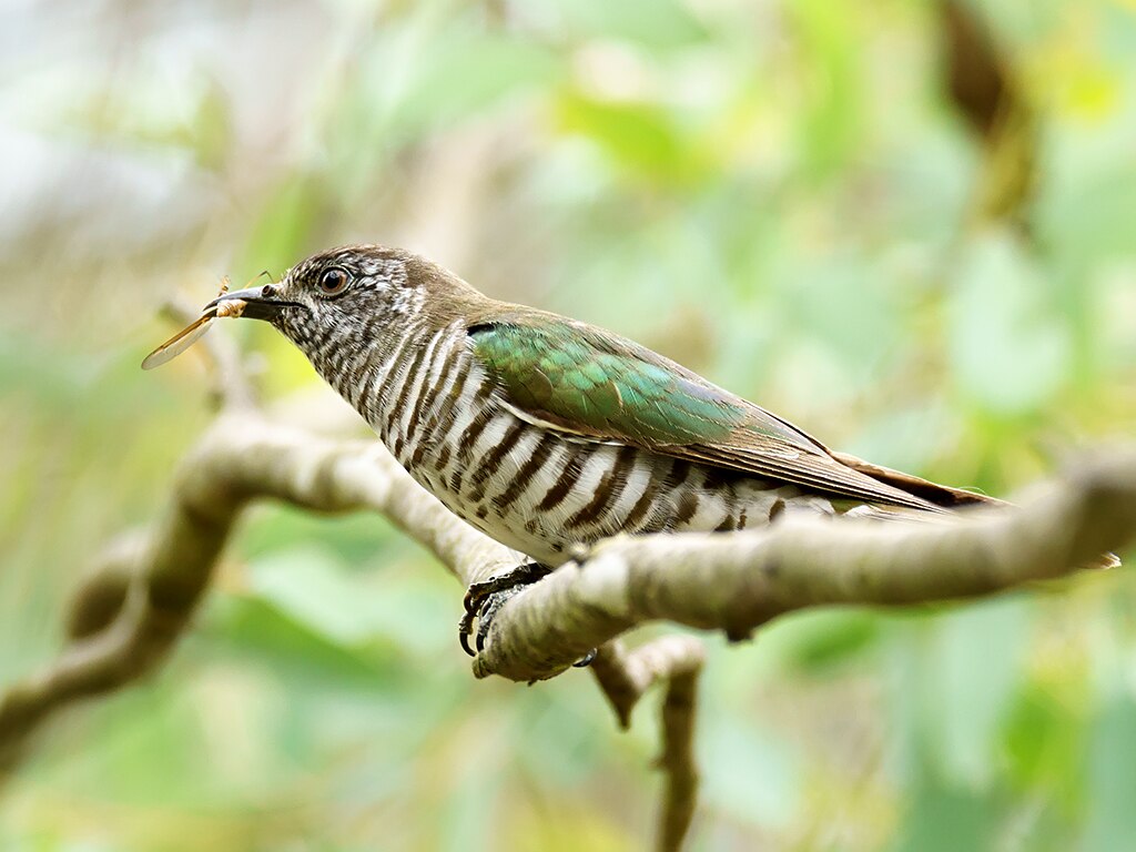 In Season: Sprinter - ABC listen