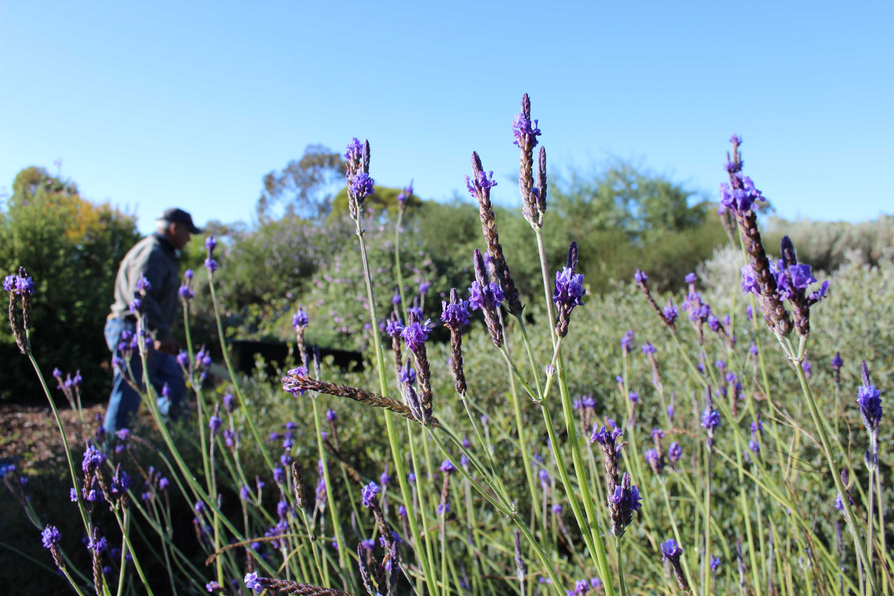 Walpeup Dryland Memorial Garden - ABC Radio National