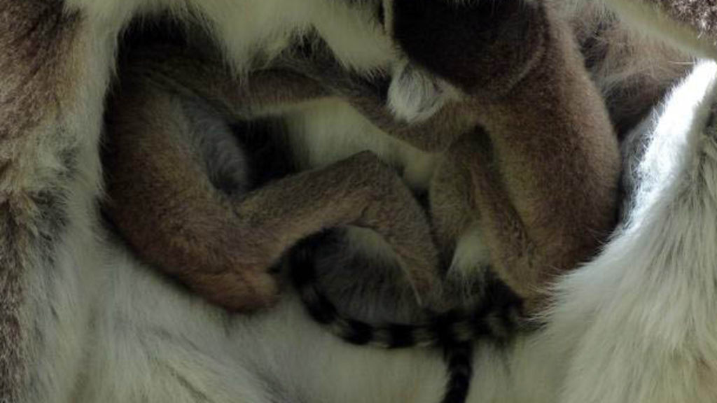 Baby lemurs born at Melbourne Zoo - ABC News