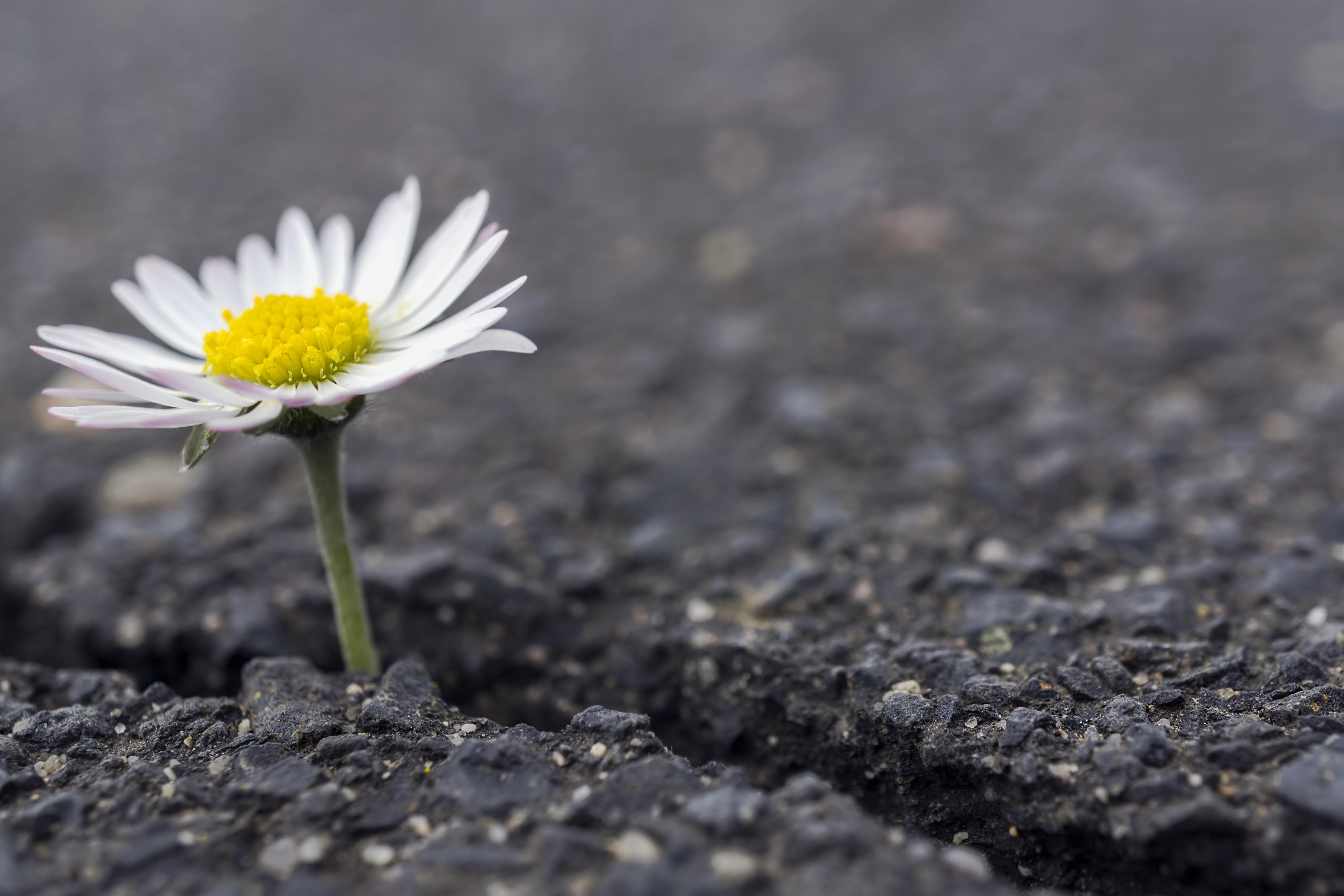 Volunteerism in Australia has been declining for decades — unless we ...