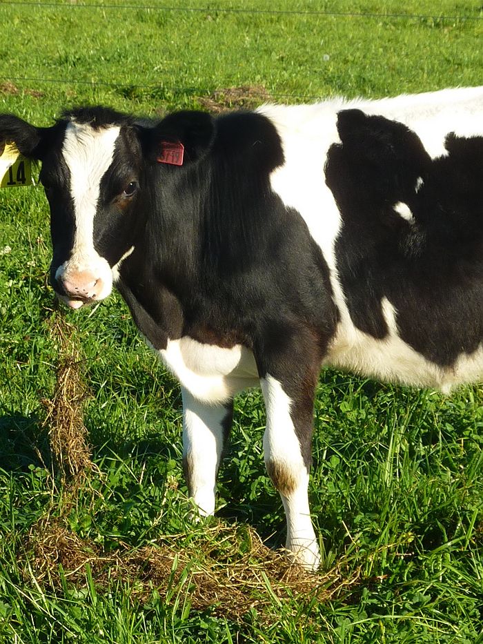 Allergy free milk from cloned NZ cow slammed as likely to do more harm ...