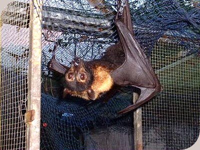 Bat attacks spark virus warning - ABC News