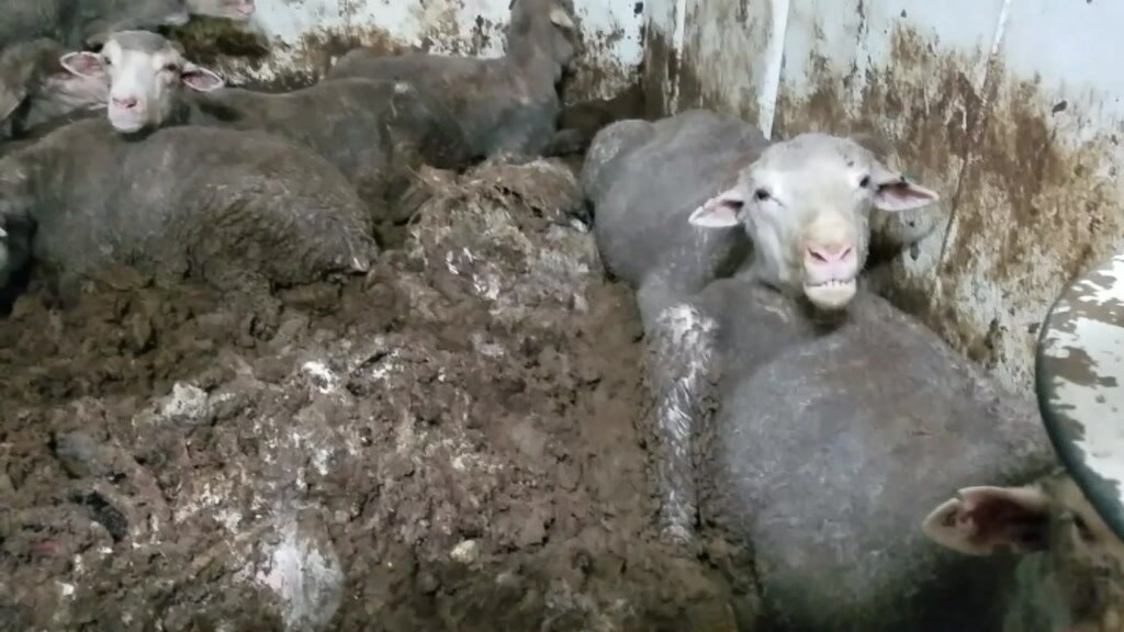 Emanuel Exports animal cruelty charges dropped over sheep deaths aboard ...