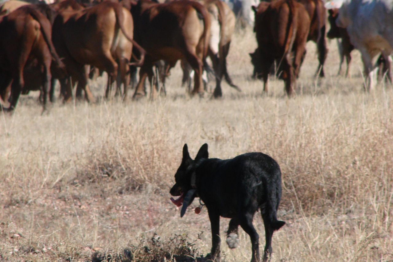 Brazen theft and slaughter of $1,200 cow leaves Queensland grazier ...
