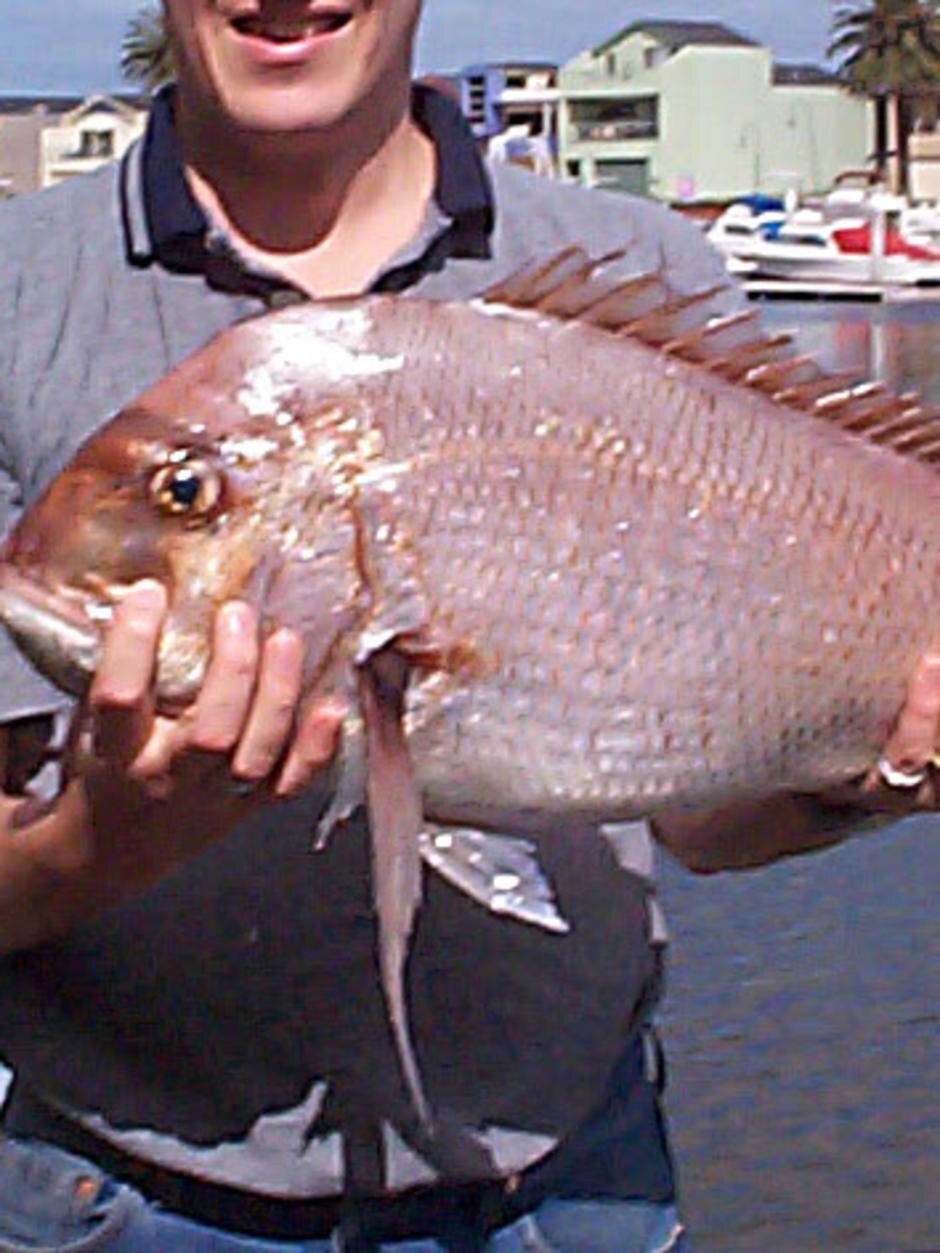 Statewide fishing ban snaps into effect - ABC News