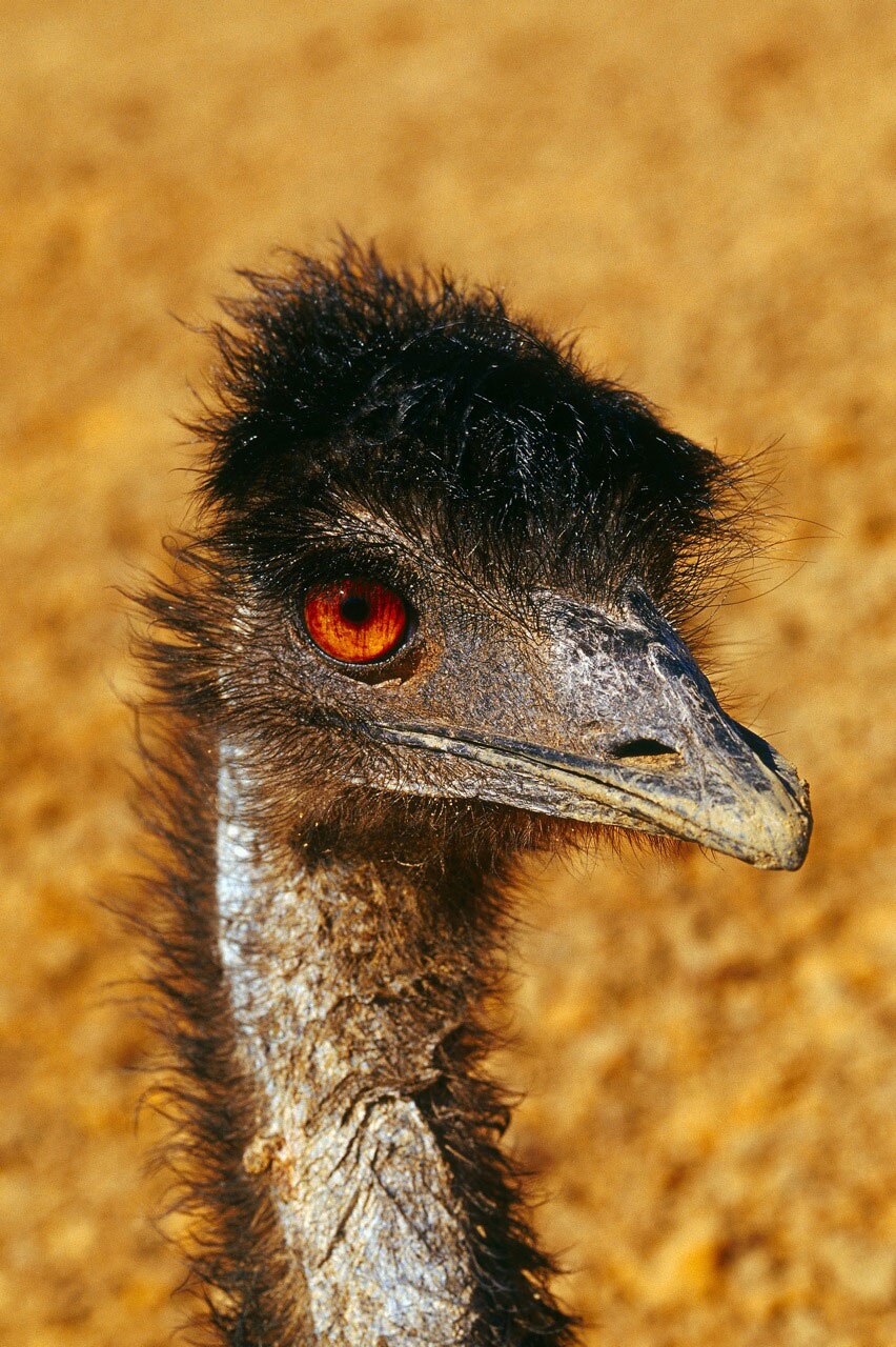 Emu breeding behaviour captures filmmaker's focus in western Queensland ...