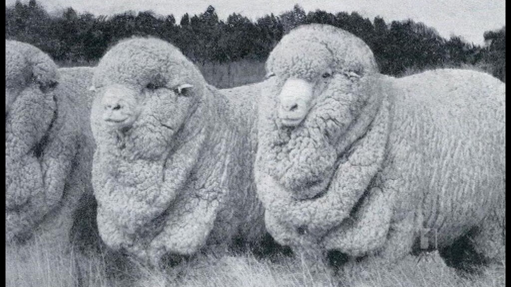 Merino milestone - ABC News