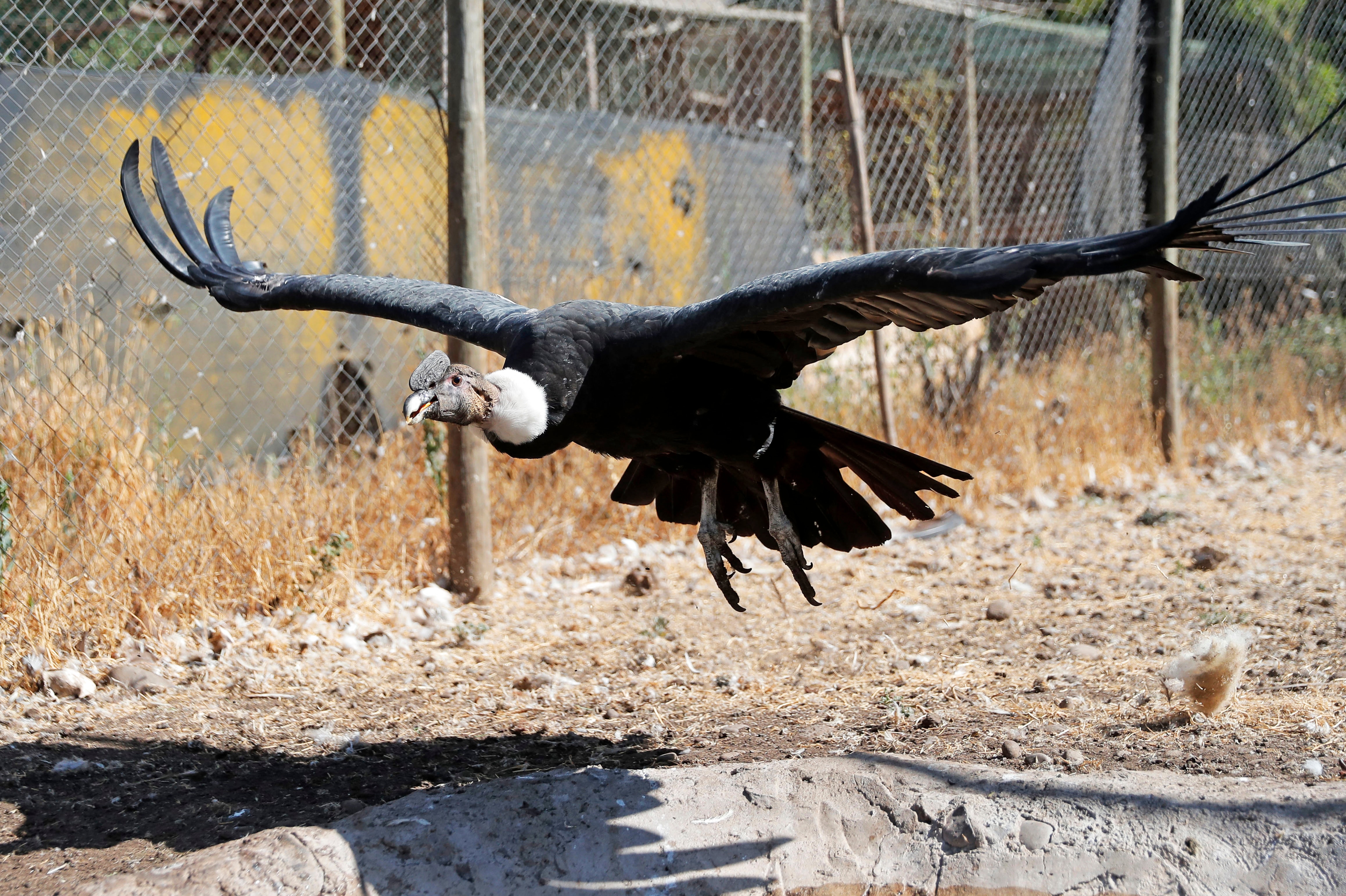 Chile preparing threatened condor chicks for release into the wild ...