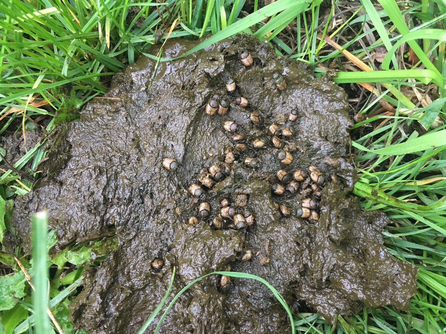 ACT farmers encouraged to introduce dung beetles in pastures to improve ...