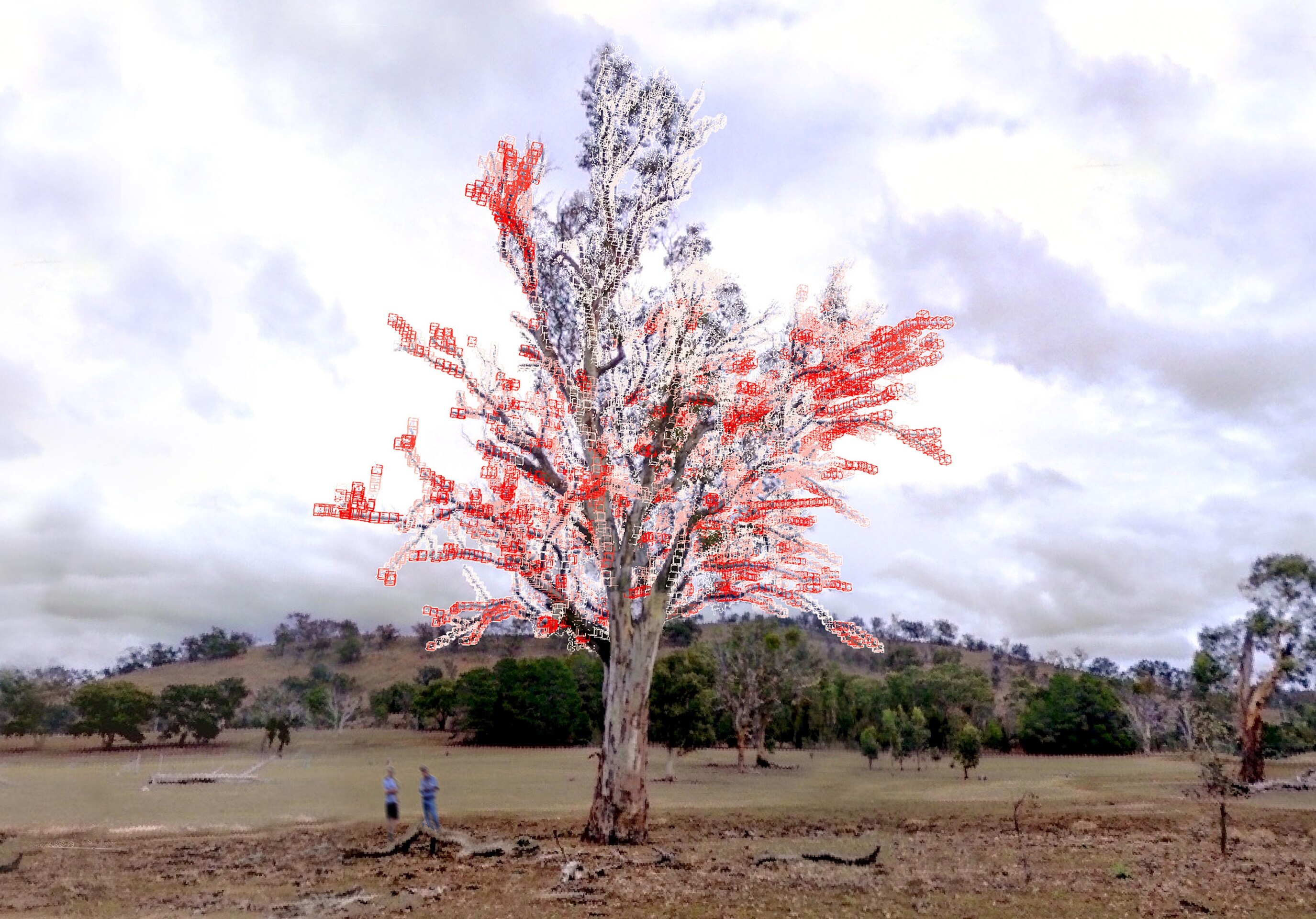 What makes a good tree according to a bird? - ABC listen