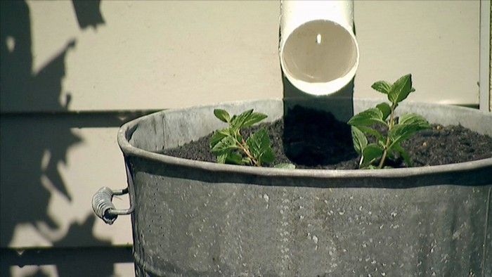 Down-Pipe Planting - Gardening Australia