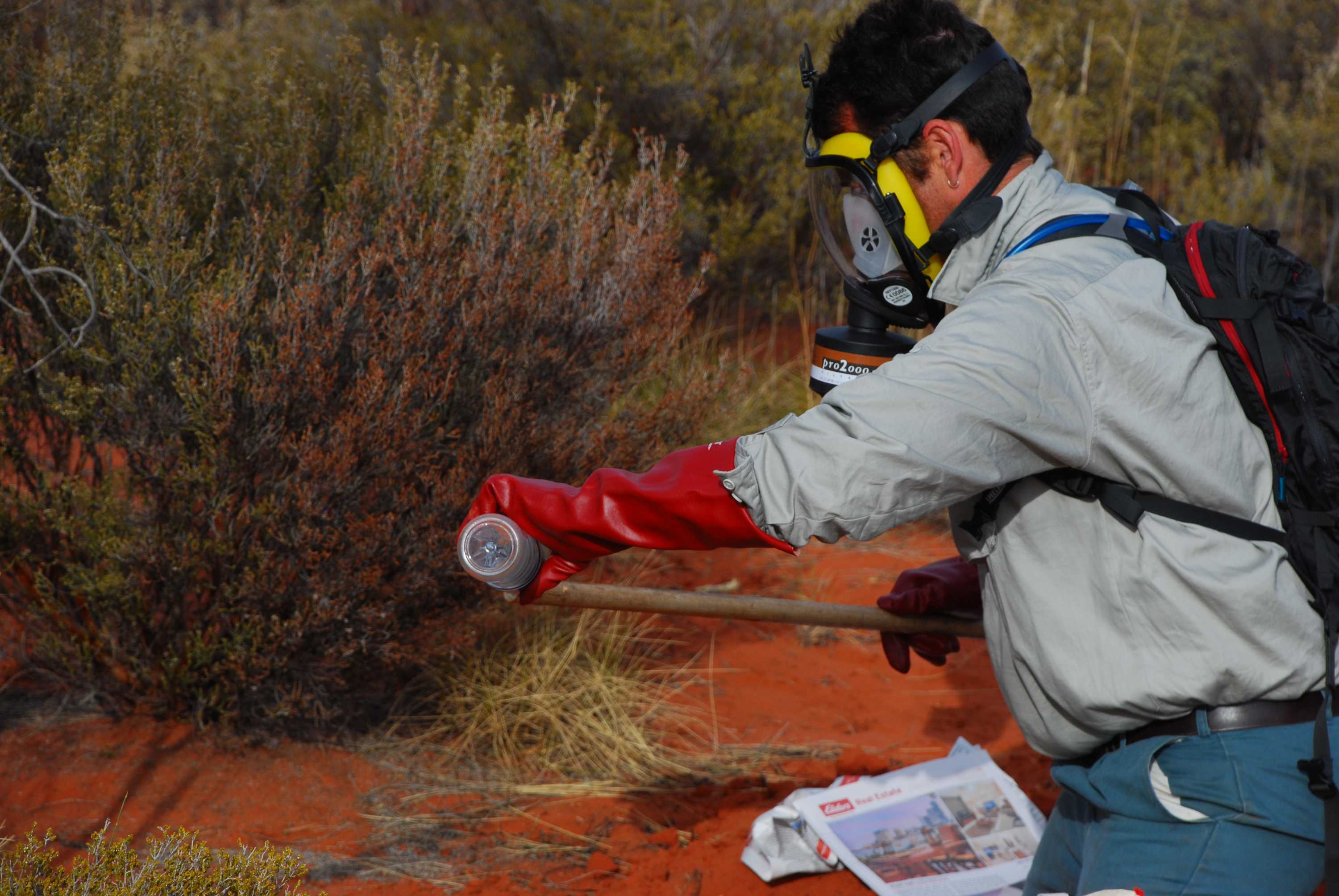 Calicivirus released among rabbits to control numbers at Uluru - ABC News
