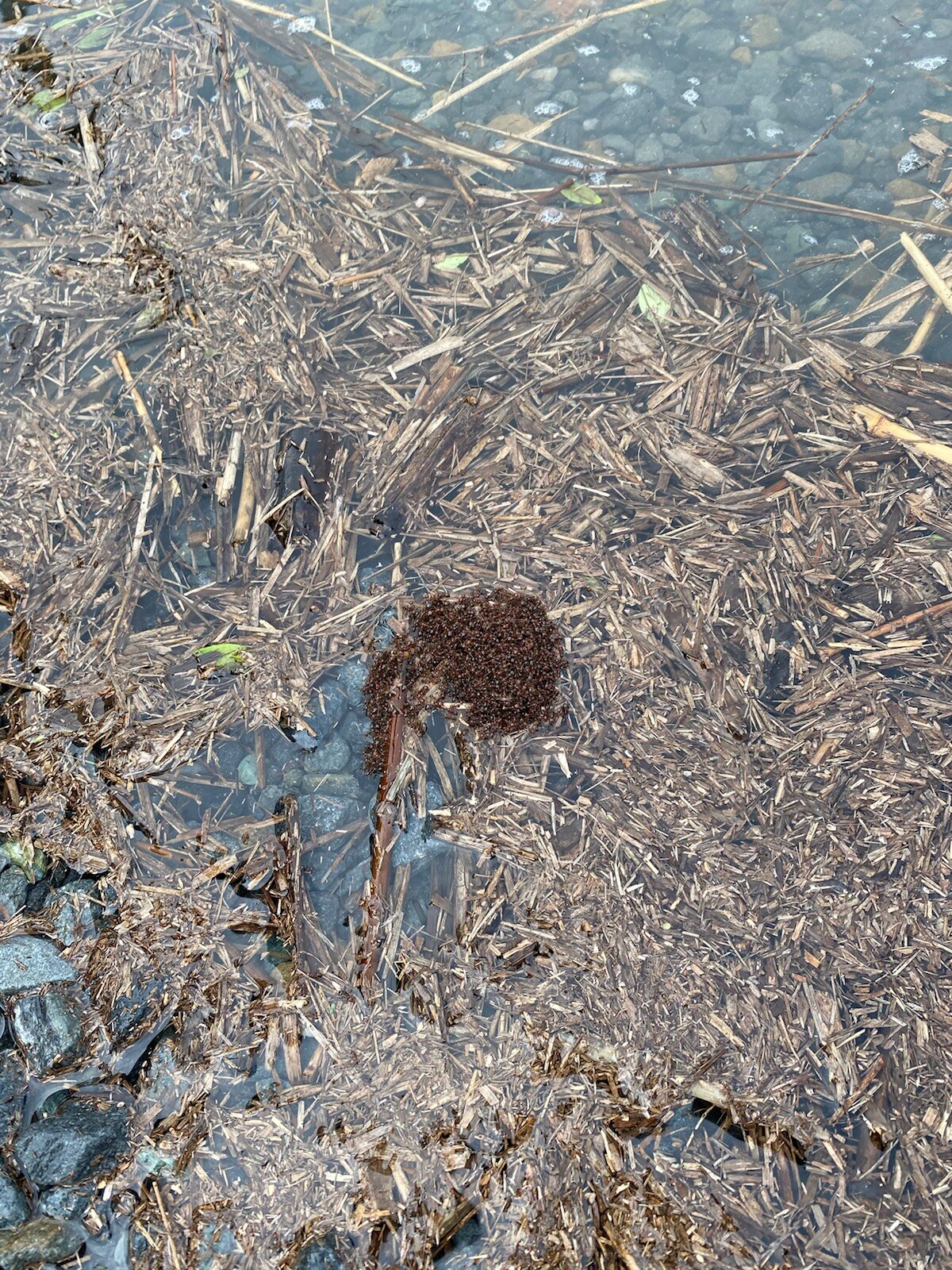 Fire ants forming rafts to survive Queensland floodwaters - ABC listen