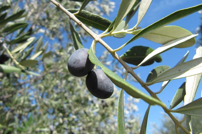 Australian olive growers report high yields and top quality as harvest ...