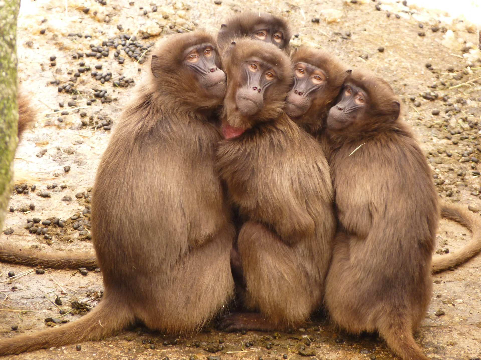 Learn English: 7 monkey idioms used in English - ABC Education
