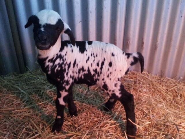 Abandoned spotty lamb finds new mum - ABC News