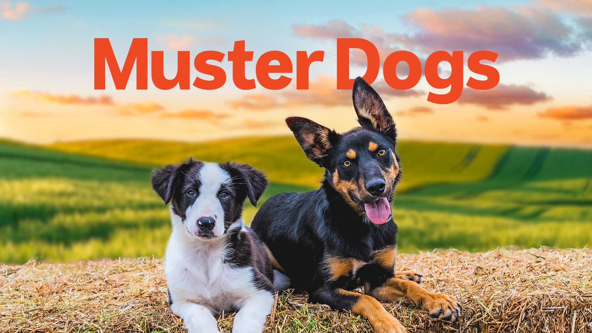 WBD's Ricochet to adapt Muster Dogs in UK - ABC Content Sales