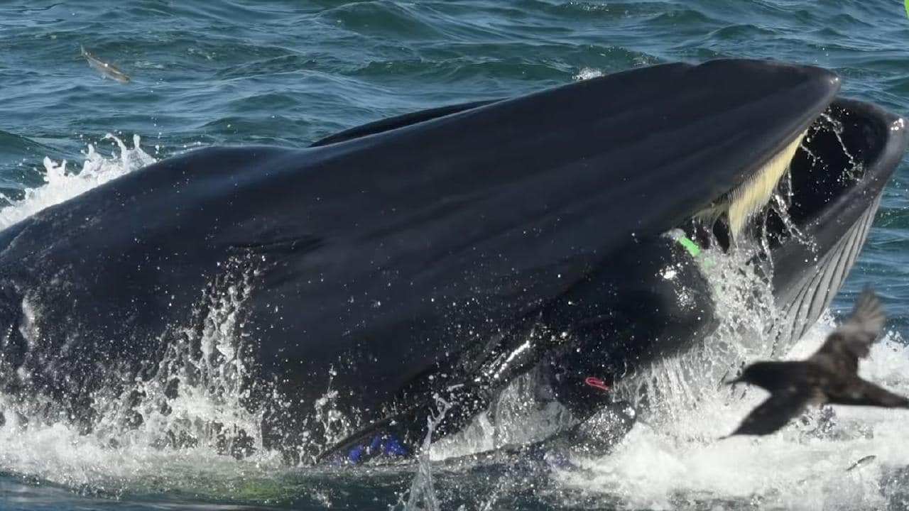 Man caught in whale's mouth - Behind The News