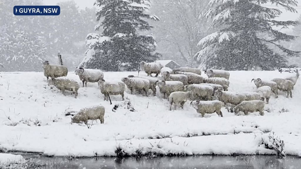 Heavy snowfall in NSW's Northern Tablelands - ABC News