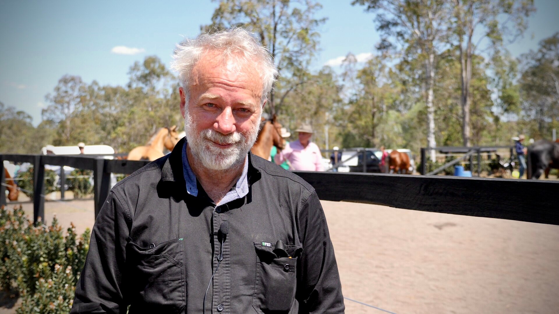 The Brumby Project shows wild horses' big potential - ABC News