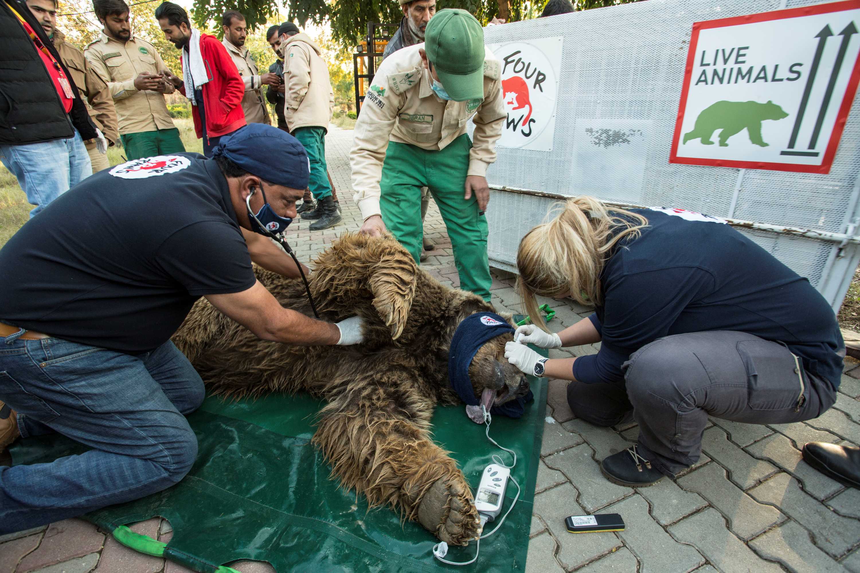 Last animals rescued from Pakistan zoo once home to 'world's loneliest ...