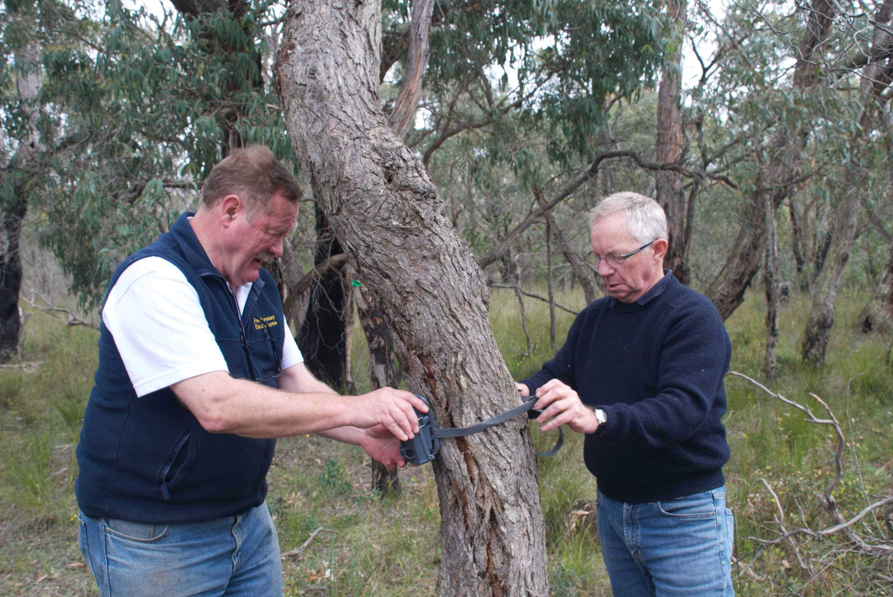 Big cats in the bush - ABC Radio National