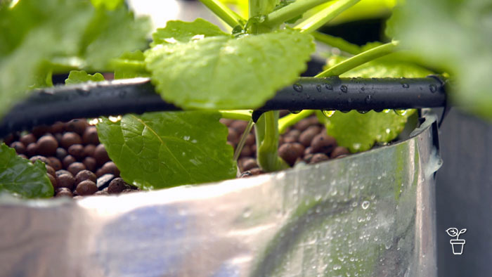 How to Hydro - Gardening Australia