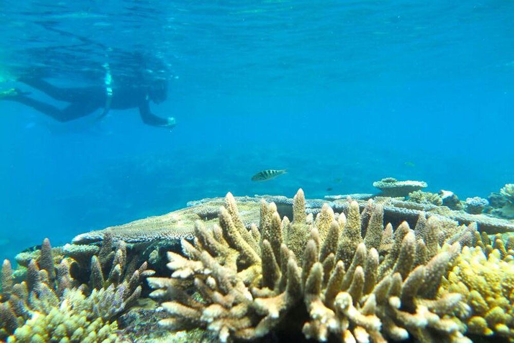 Great Barrier Reef Foundation took big business on snorkelling tour of ...