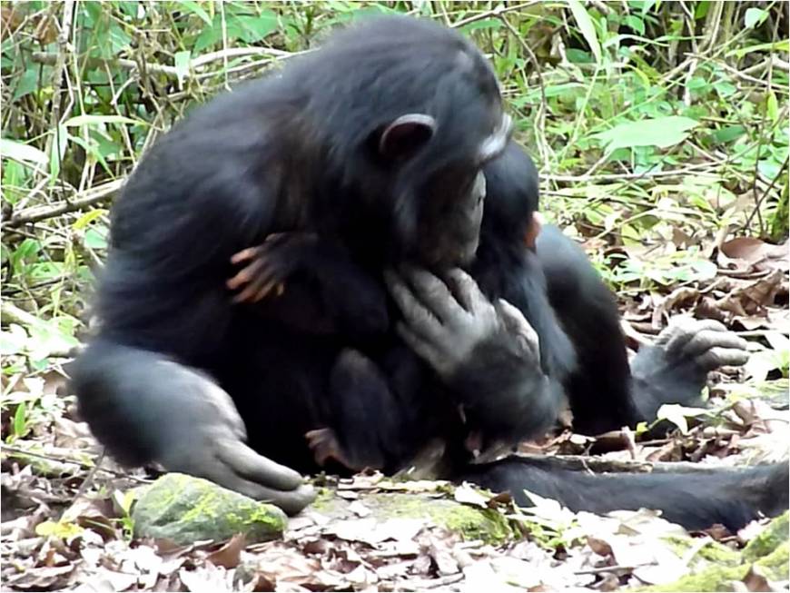 Wild chimpanzees observed caring for 'severly disabled' infant for ...
