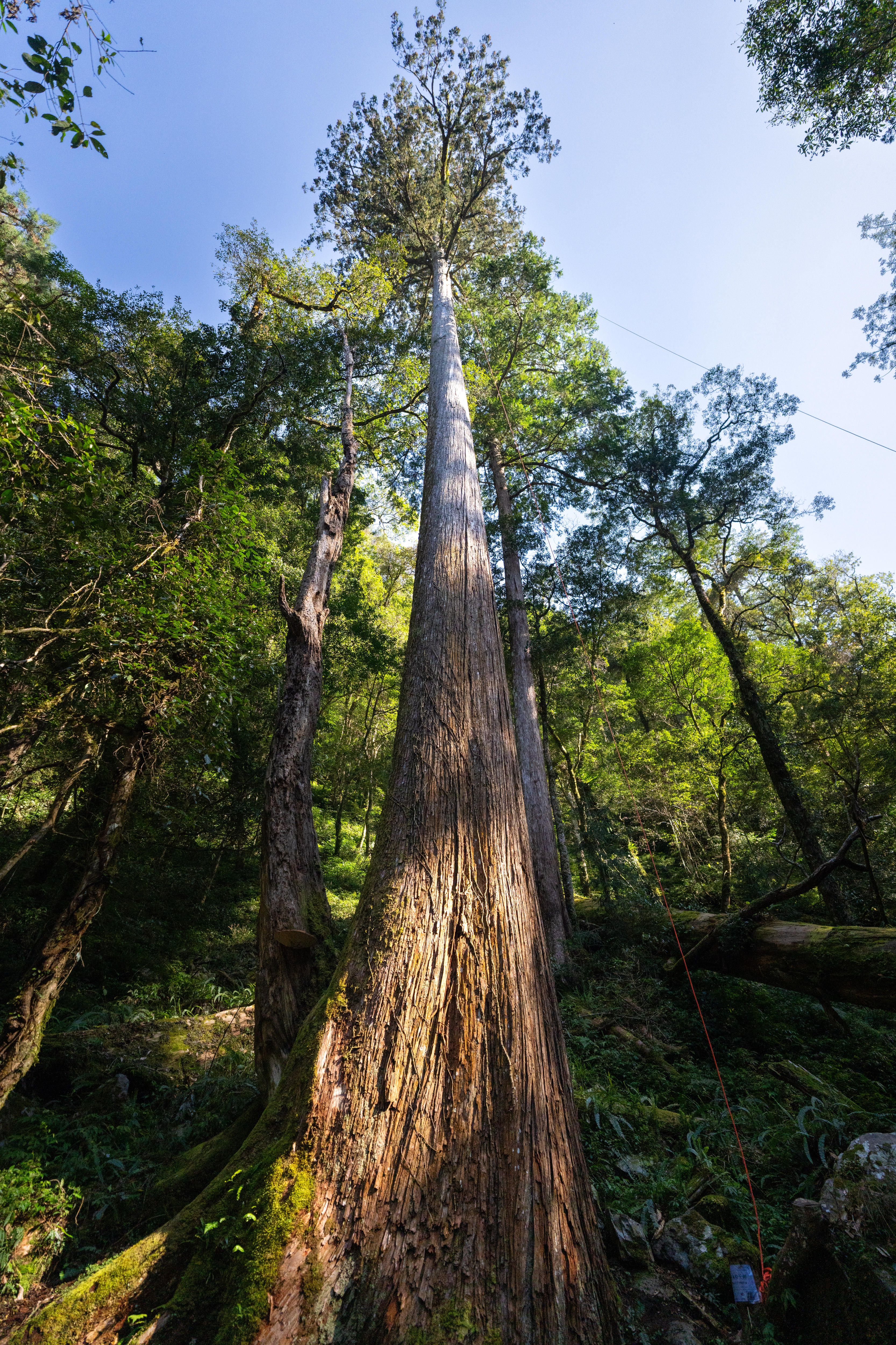 After an arduous trek, Tasmanian Steve documented Taiwan's tallest tree ...