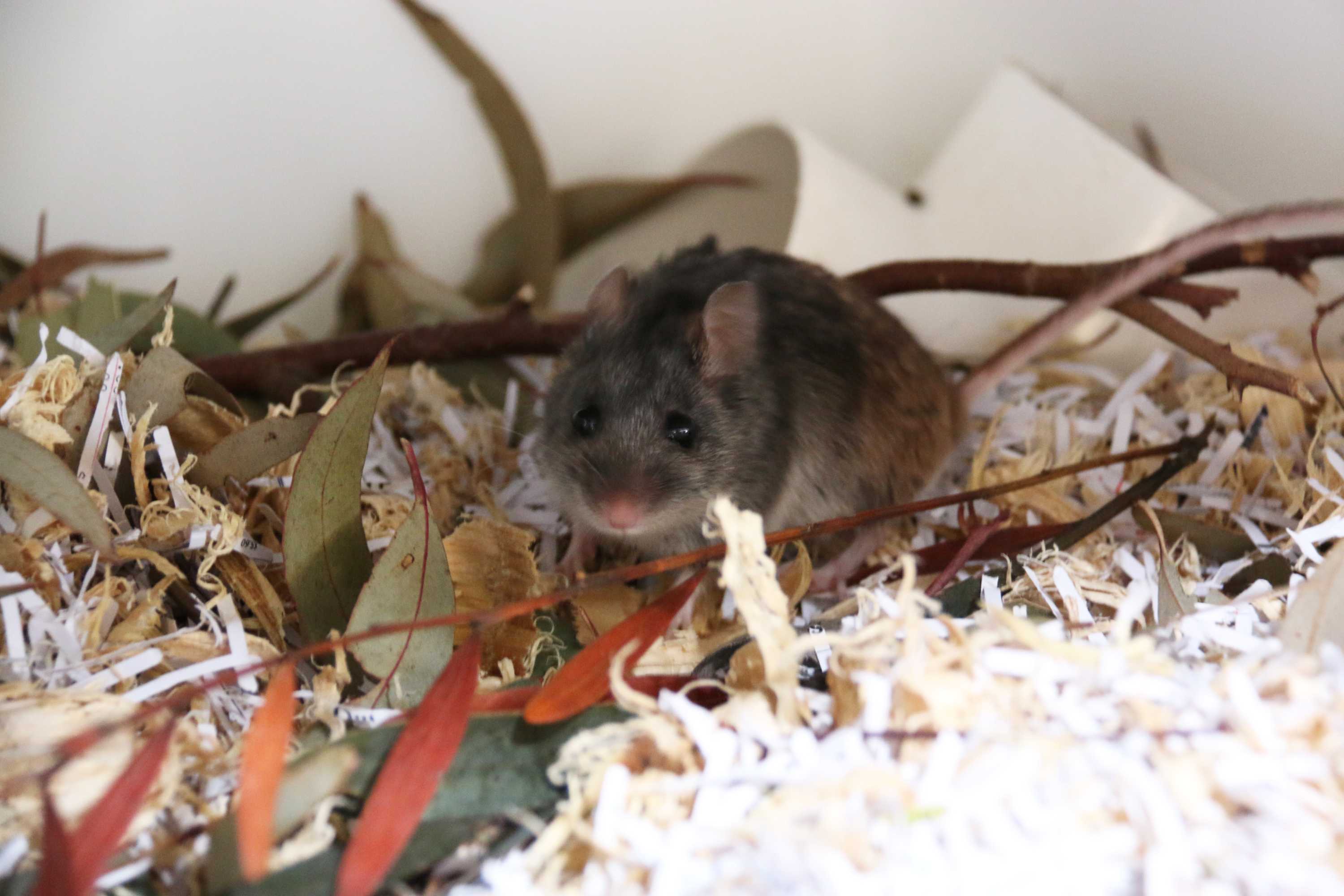 Native Australian smoky mouse becomes first species to be killed from ...