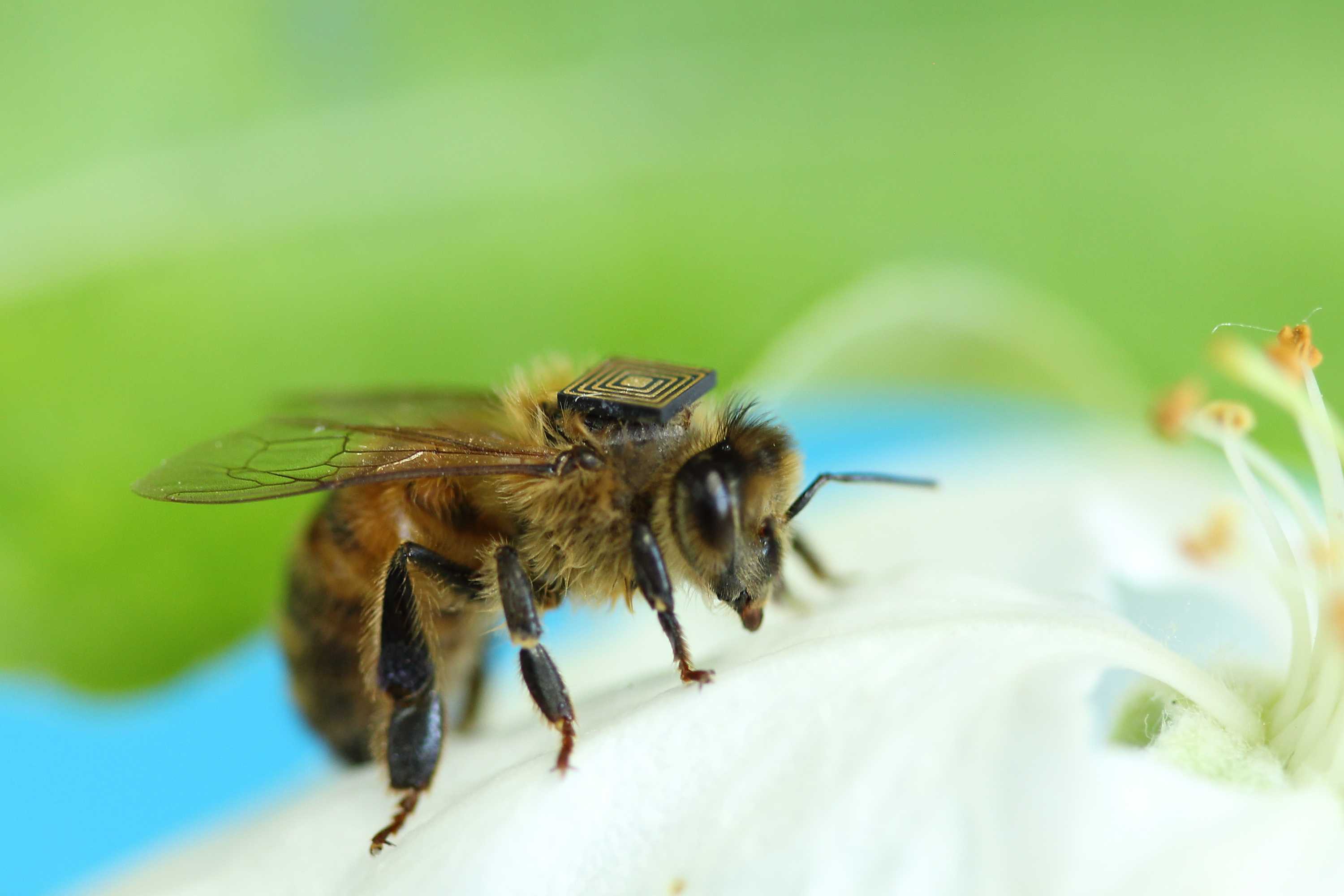 Tiny sensors to monitor bees as international researchers unite to save ...