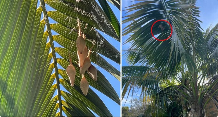 What are these alien-like pods hanging from a sutherland palm tree ...