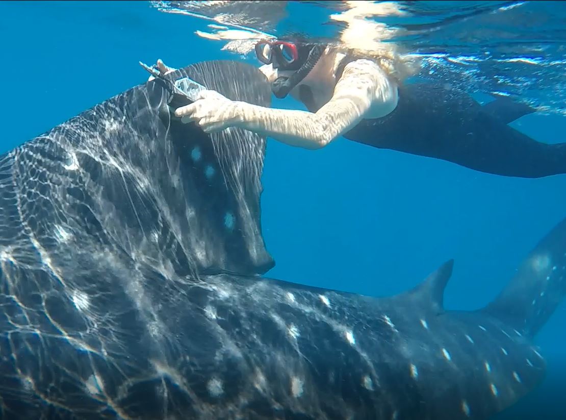 Whale sharks face increasingly perilous journey after leaving Ningaloo ...