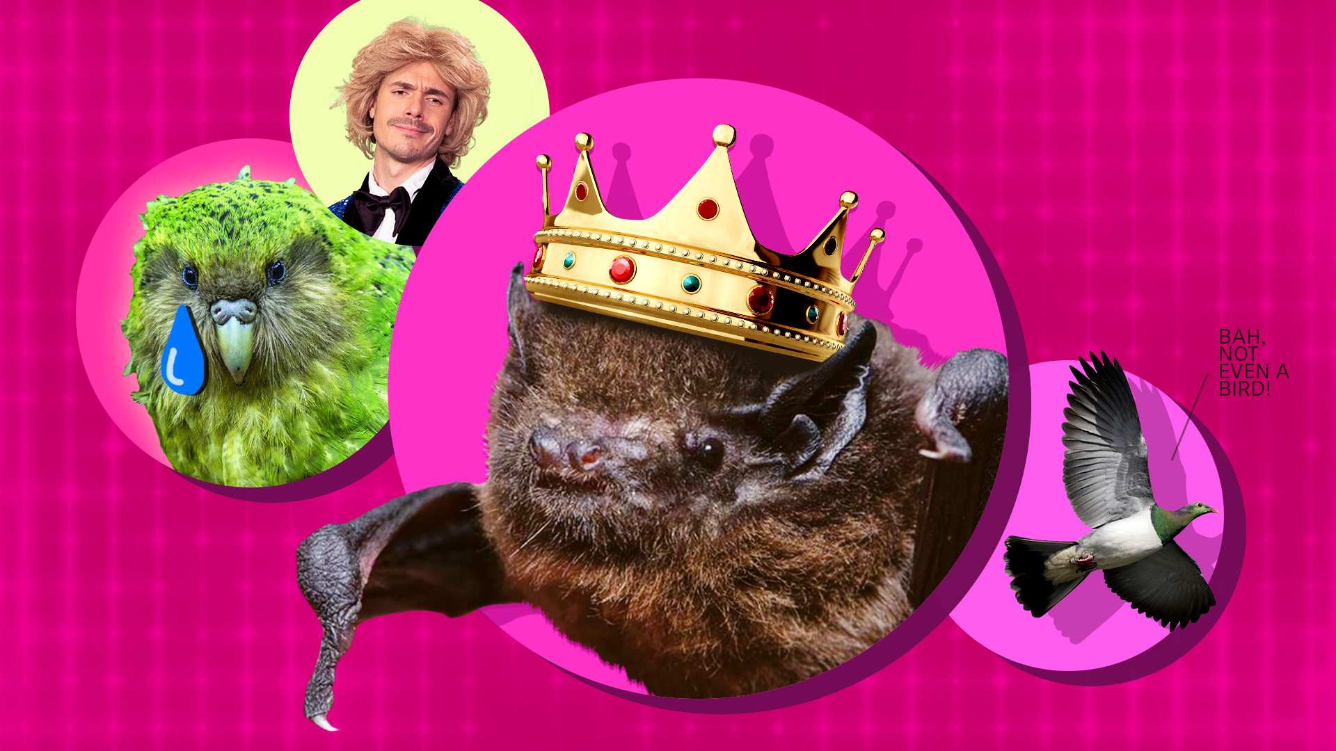 Bat Bird Competition - Behind The News