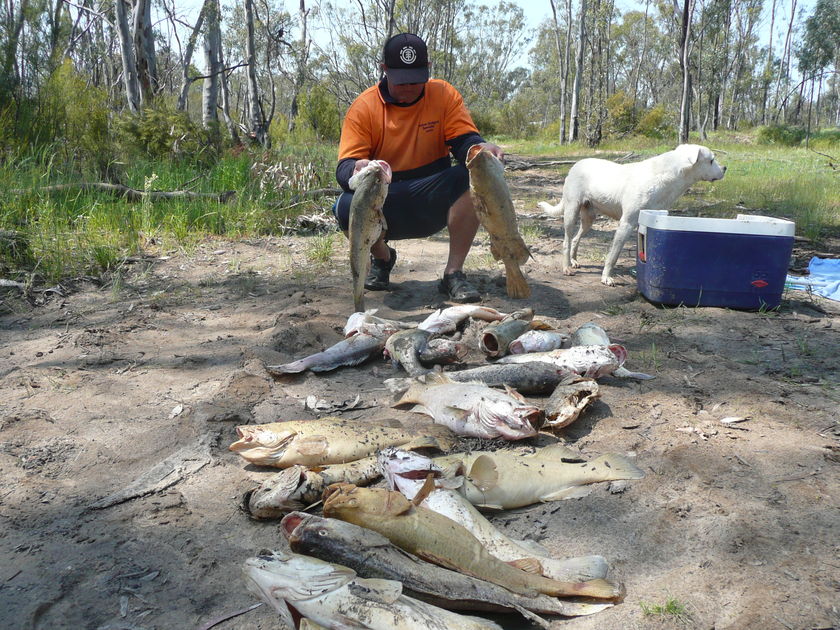 Thousands of Murray Cod suffocate in Wakool river - ABC listen