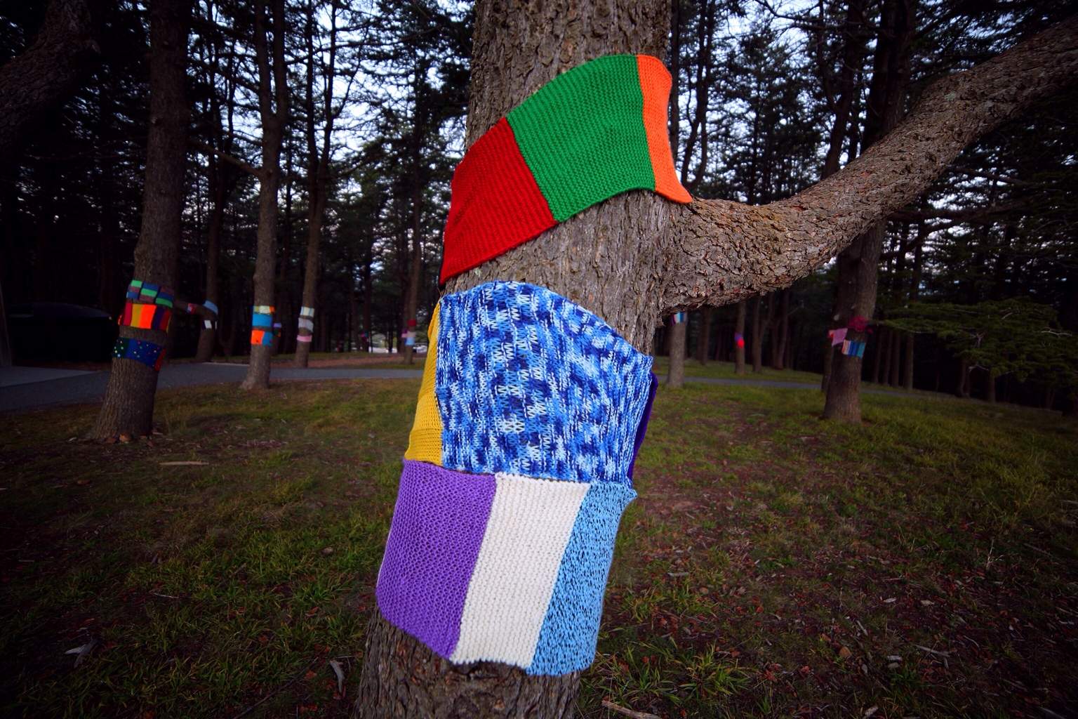 National Tree Day: Knitters wrap scarves around National Arboretum ...