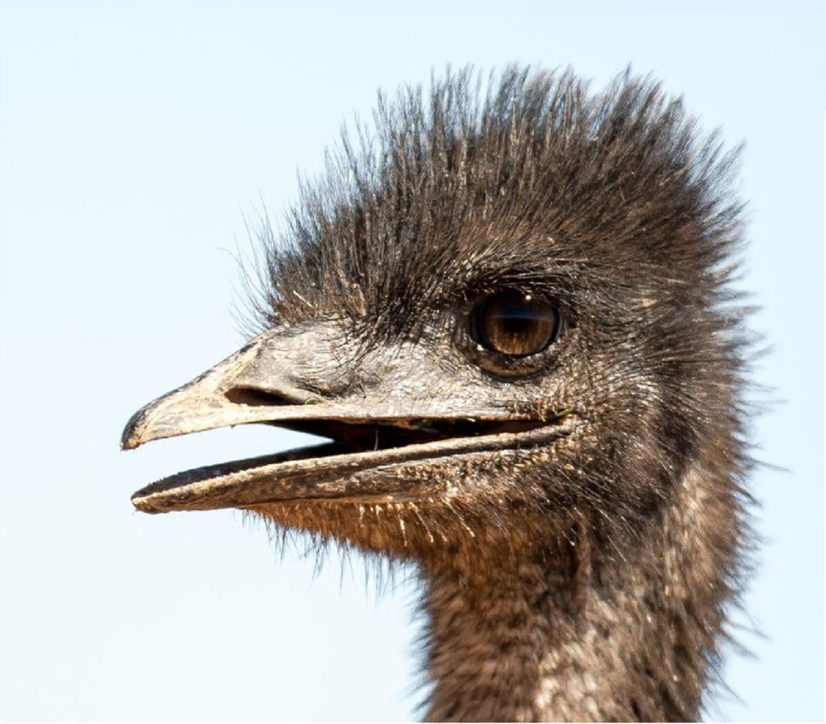 BIG BACKYARD: Emus at the Alice Springs sewerage ponds - ABC listen