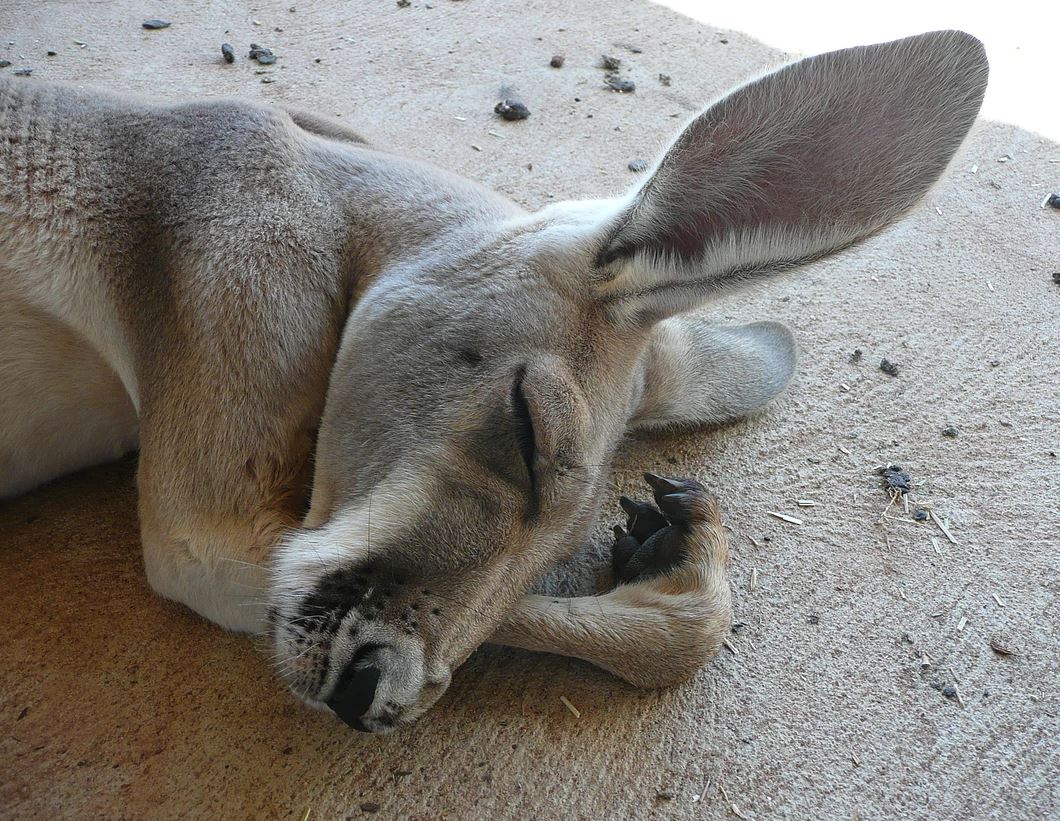 High cost of flying actual kangaroos on Qantas questioned by wildlife ...