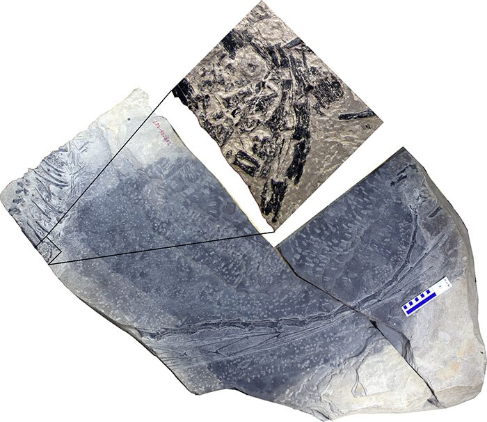 Pregnant reptile fossil suggests bird ancestors gave birth to live ...