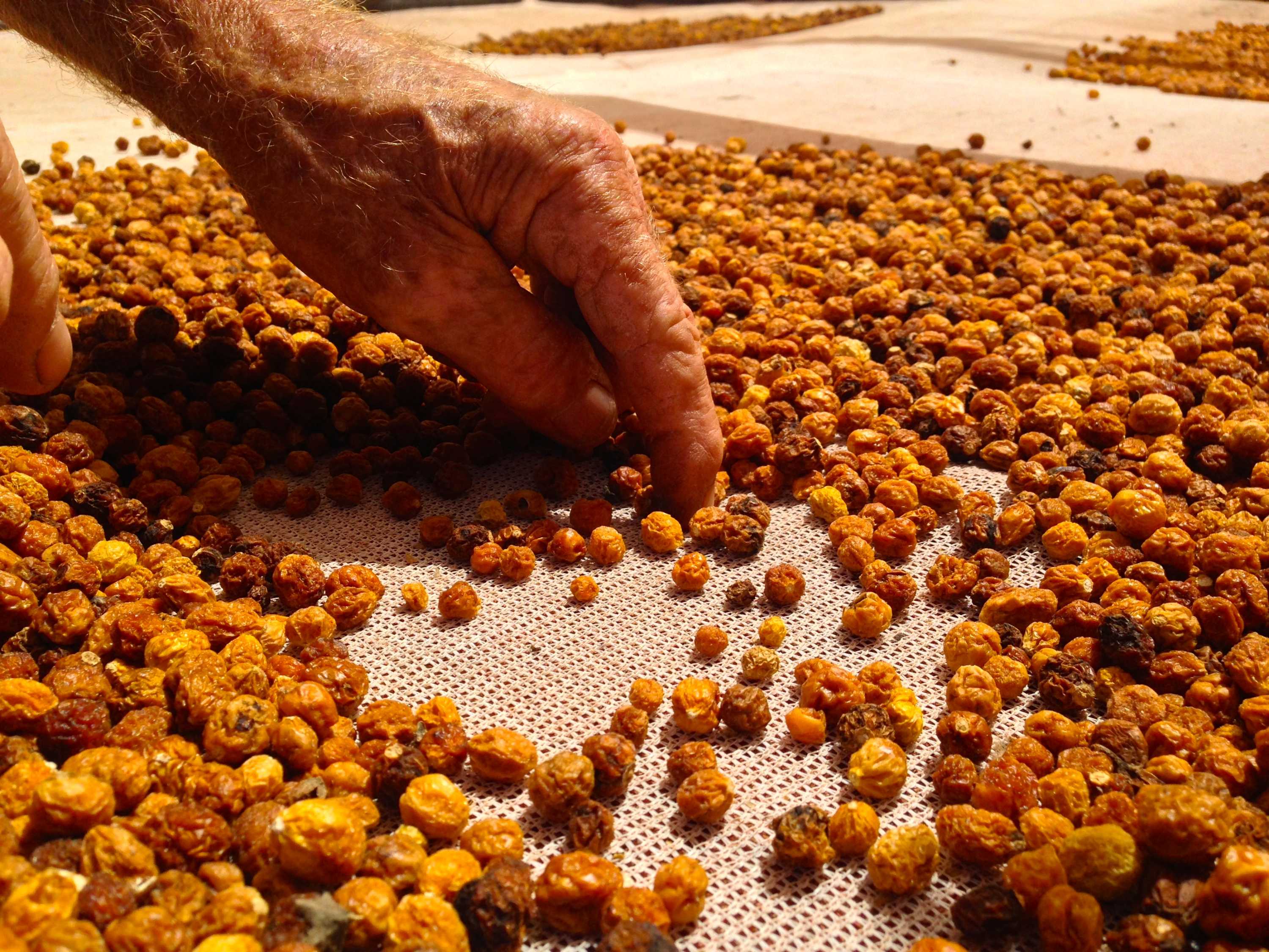 Souped-up bush raisin plants produce more fruit: good news for sausage ...