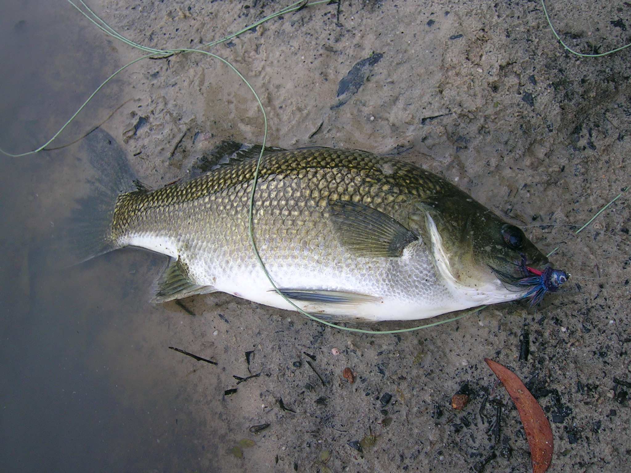 The Big Fish explosive top water Cicada action - ABC listen