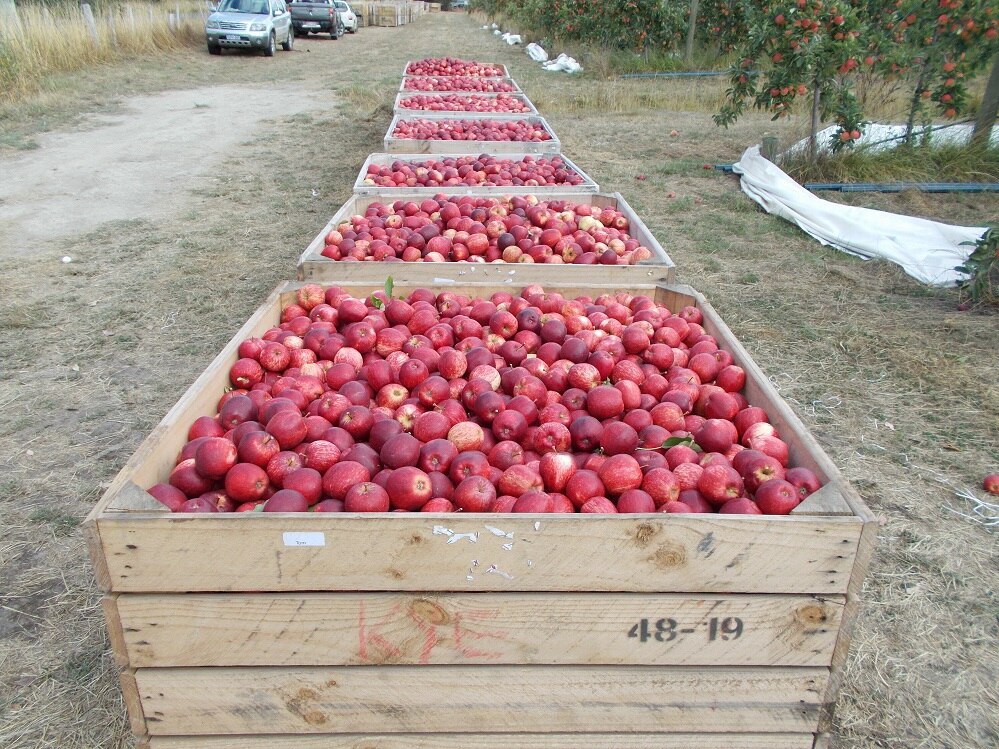 Apple harvest on the go but prices for growers remain low - ABC listen