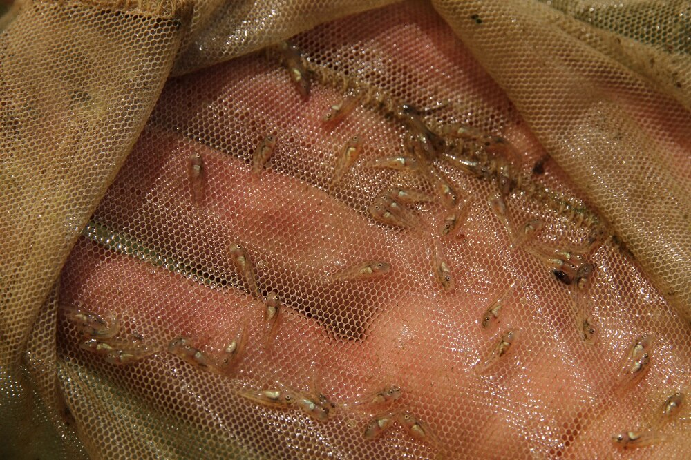 Growers and chefs prepare to get more farmed Murray cod on the menu ...