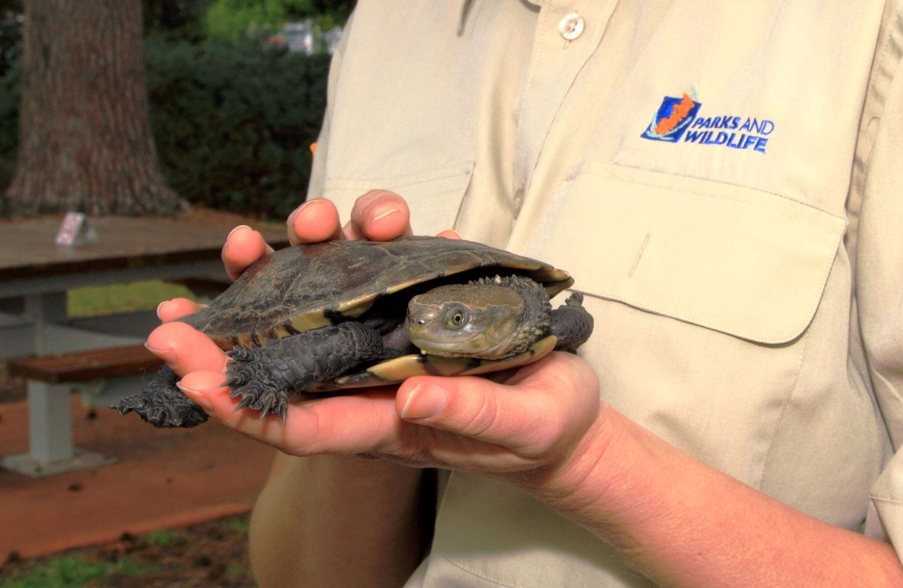 Critically endangered western swamp tortoise seized from Gidgegannup ...