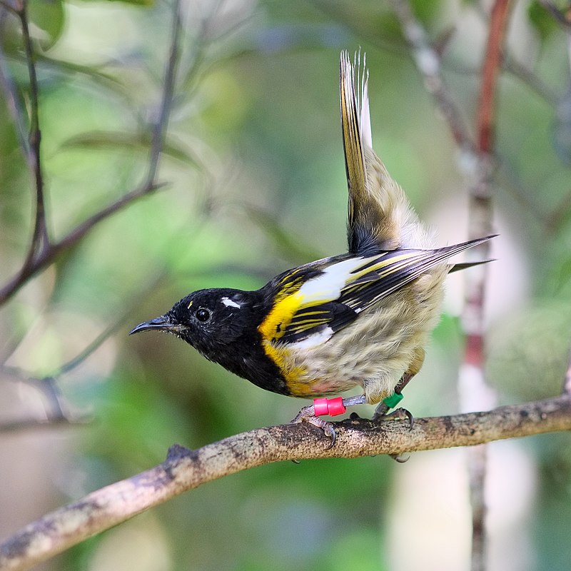 Plans underway to rehabilitate New Zealand's rare hihi bird - ABC Pacific