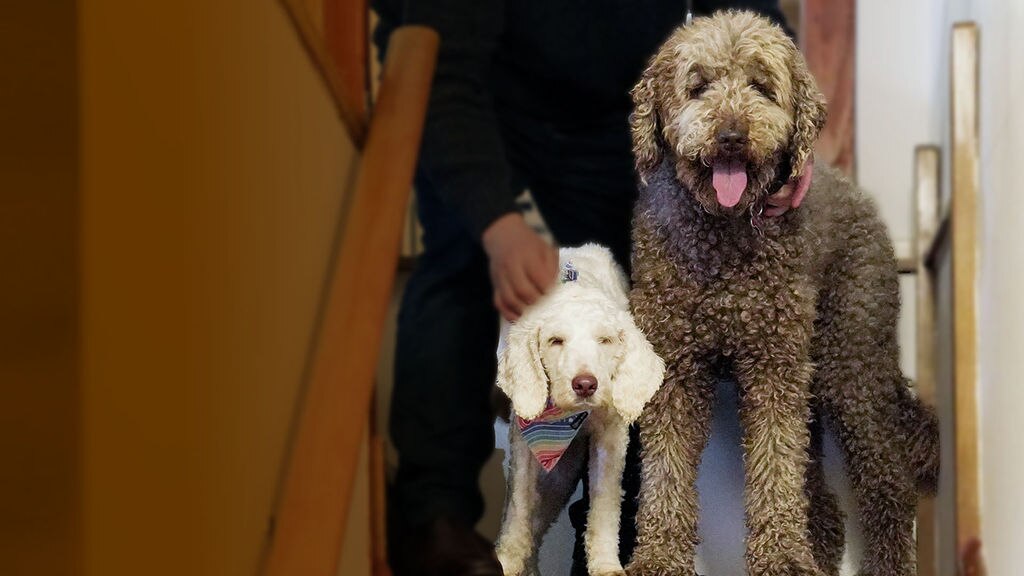 Rehomed labradoodles - ABC News