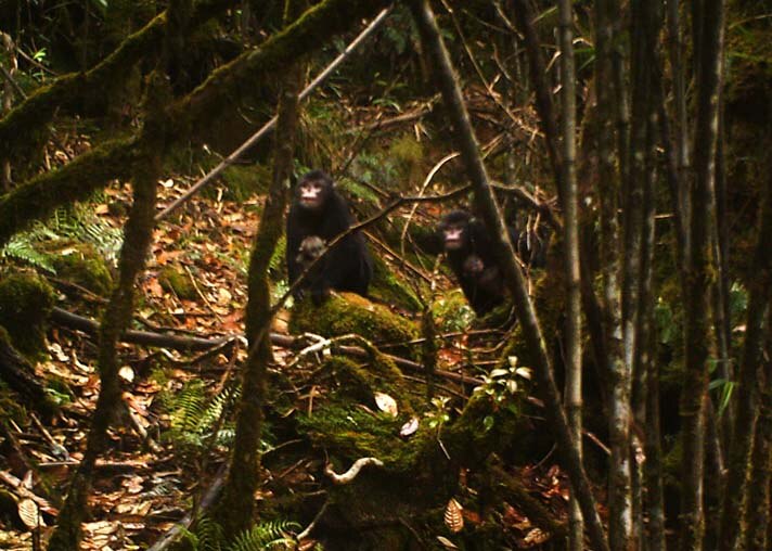 Elusive Burmese monkey captured on camera - ABC News